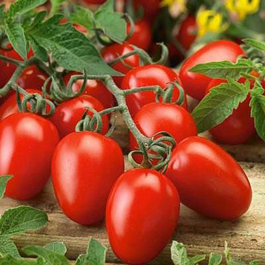 Tomato Roma – The Veggie Patch